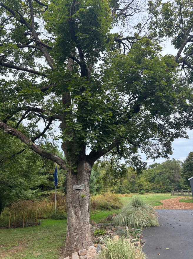 LET’S TALK ABOUT TREES…